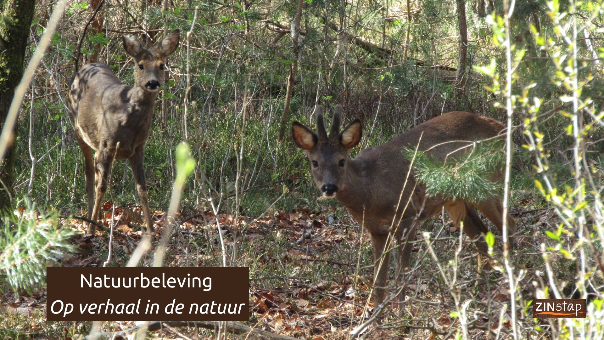 Wat een ervaring! Intens genieten van drie mooie reeën • Natuur